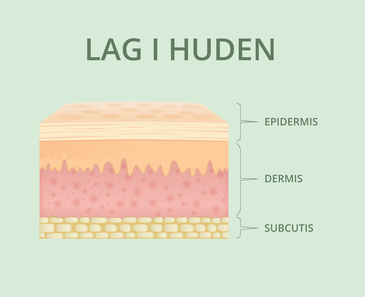 Hvordan er min hud opbygget og hvilken funktion har huden?